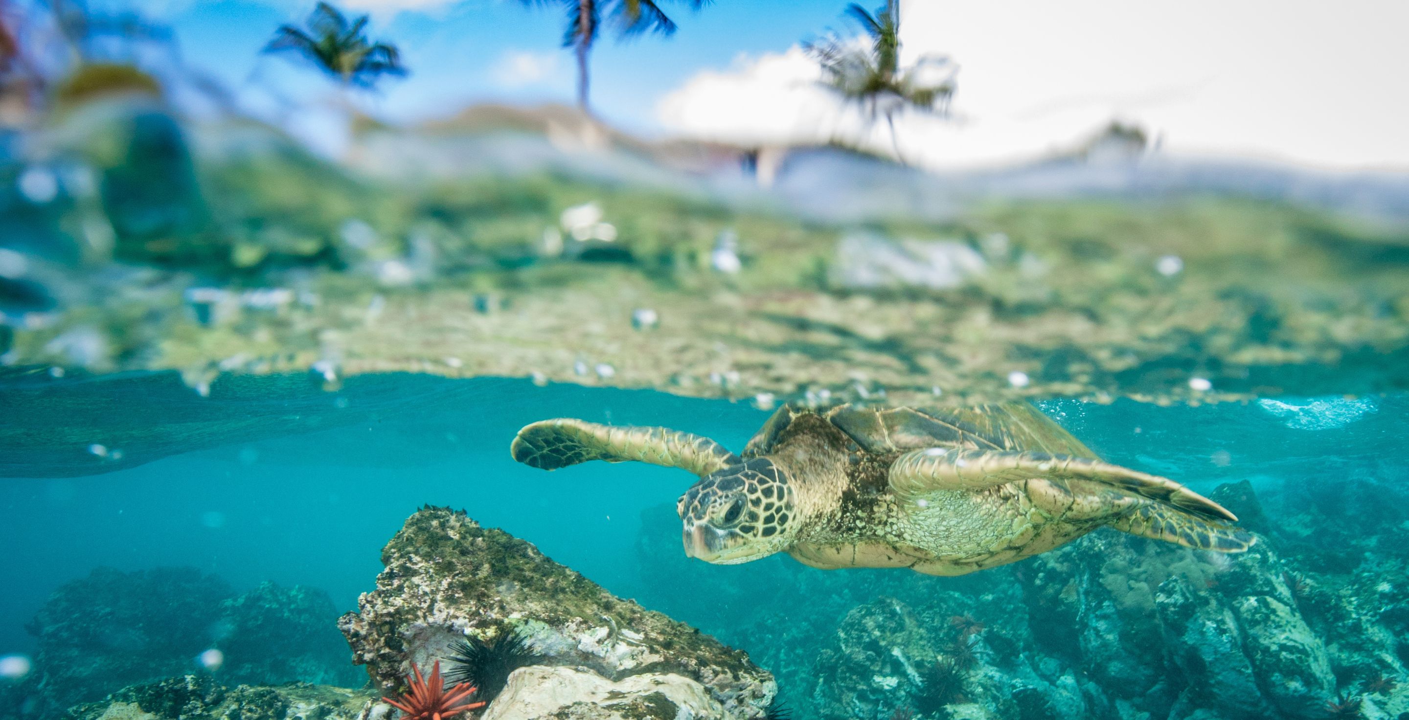 Maui Ocean Center – Case Study – RocketRez